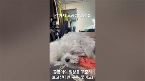 강아지 노꽁깡 일상2 강아지 먹방 먹방브이로그 일상 강아지브이로그 강아지훈련 말티즈 Youtube