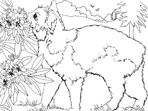 Coloriage A Imprimer Chat Angora Devant Les Fleurs Gratuit Et Colorier