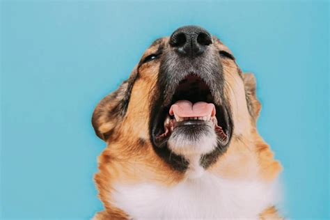 Why Is My Dog Coughing Boulder Veterinary Hospital