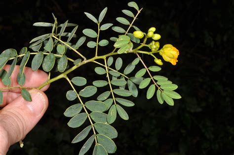 Senna Occidentalis Fabaceae Image 100040 At PhytoImages Siu Edu