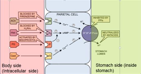 Pharm Gi Drug Therapy Flashcards Quizlet