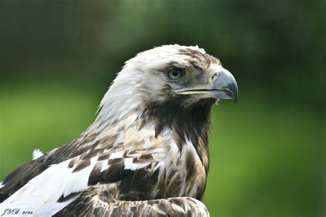Rapaces Aigle Eagle