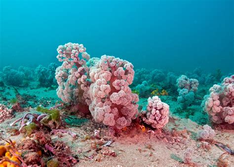Understanding The Sex Life Of Coral Gives Hope Of Clawing It Back From