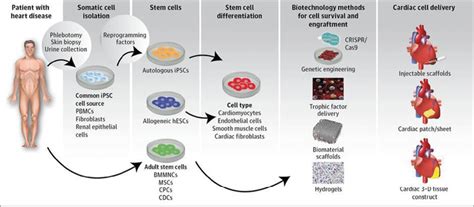 From State Of The Art Cell Therapy To Endogenous Cardiac Repair