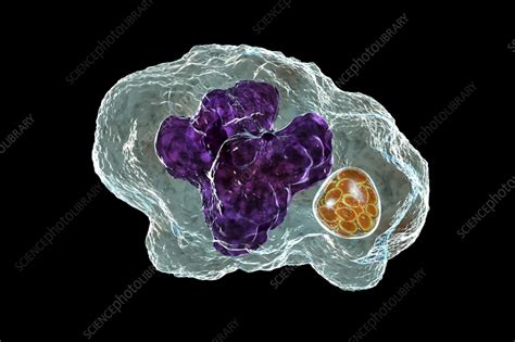 Ehrlichia Bacteria Morula Within Macrophages Illustration Stock