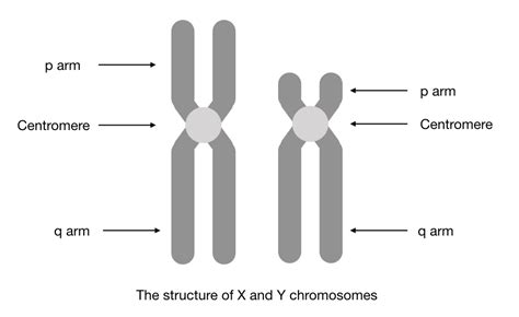 What Is The Role Of X And Y Chromosomes Karyotypinghub