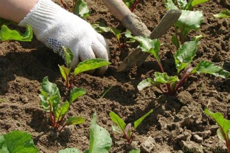 Городники розповіли як доглядати за буряками щоб вродили солодкі та великі секрети гарного