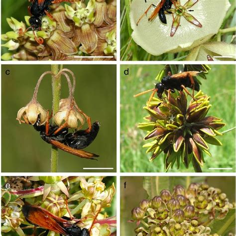 Plants Pollinated By Hemipepsis Wasps A Female H Capensis Visiting