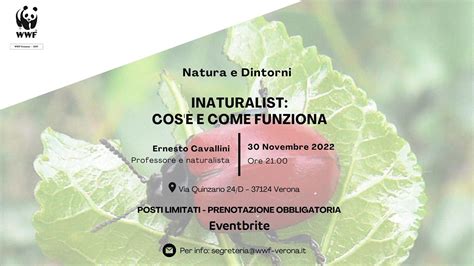 Inaturalist Cosè E Come Funziona Via Quinzano 24 Verona November