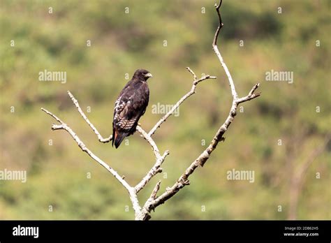 Bird Of Prey Augur Buzzard Buteo Augurfairly Large African Bird Of