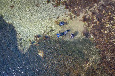 Europe Considers Large Scale Seaweed Farming Environmental Effects