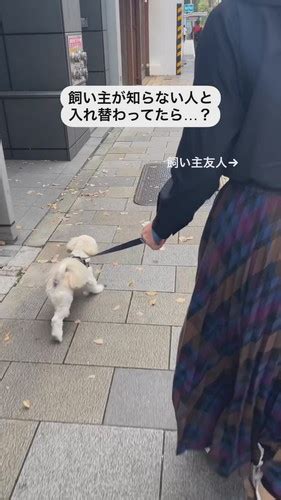 影主人遭掉包！汪星人「原地石化傻爆眼」驚恐反應全錄下：你素誰？