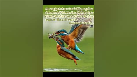 එකට එක්වී එකට ඉඳලා රණ්ඩු වෙන හැටි නිසඳැස් කවි Sinhala Nisadas Youtube