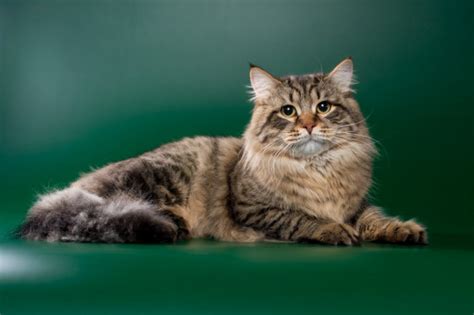 Сибирская