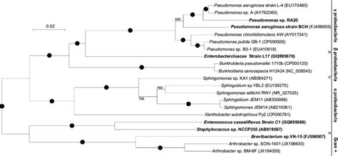 Neighbor Joining Phylogenetic Analysis Resulting From The Multiple