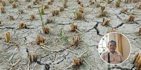 Dewan Sarankan Petani Beralih Ke Tanaman Yang Tahan Kemarau Suryamedia Id