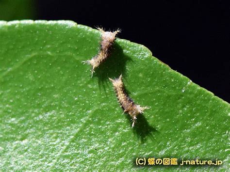 クロアゲハの卵、幼虫、蛹