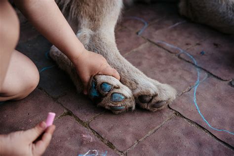 어린이는 분필로 그린 강아지 의 패드의 발 알래스카 Malamute 선택적 초점 가정 생활에 대한 스톡 사진 및 기타 이미지 가정 생활 가축 갈고리 발톱 Istock