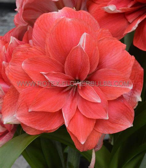 Hippeastrum Amaryllis Unique Double Flowering ‘double Dream‘ 3436 Cm