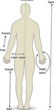 Difference Between Proximal And Distal