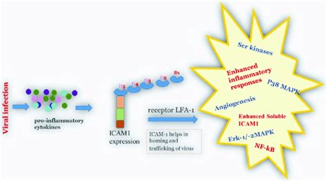 23 Hypothetical Model Cytokine Mediated Inflammation In Terms Of Icam1