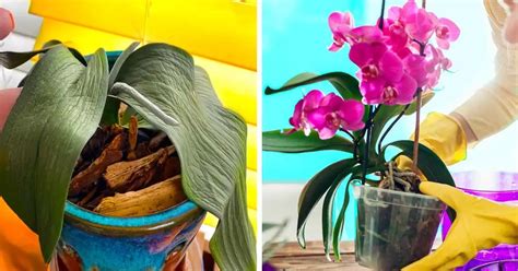 Come Riportare In Vita Un Orchidea Sbiadita O Appassita La Guida Passo
