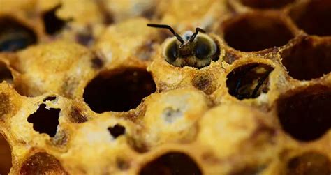 Where And How To Buy Honey Bees Beekeeping Insider