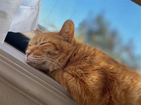 猫のしっぽ 「ねこ自慢」bs－tbsにて放送 ・2025年1月29日 水 よる11：00〜11：54 ・出演 サンシャイン池崎さん平野ノラ