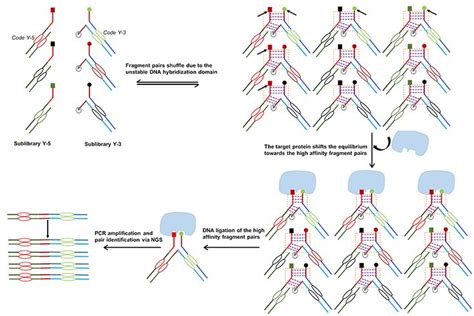 Fragment Based Dna Encoded Library
