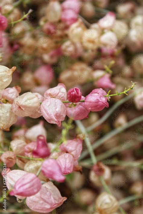 SCUTELLARIA MEXICANA Also Known As Bladder Sage Native Plant Of