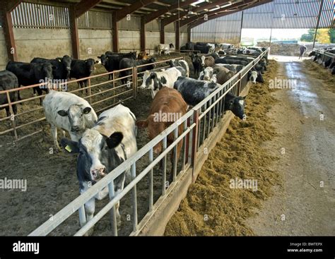 Cattle Cow Cows Bovid Bovidae Domestic Domesticated Farm Farms Farming