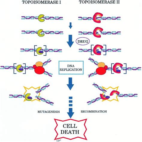 Difference Between Topoisomerase I And Ii L Topoisomerase I Vs Ii