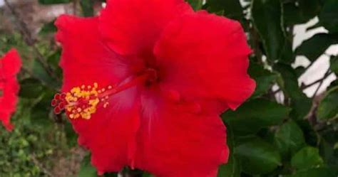 What Causes Hibiscus Root Rot Cause And Cure