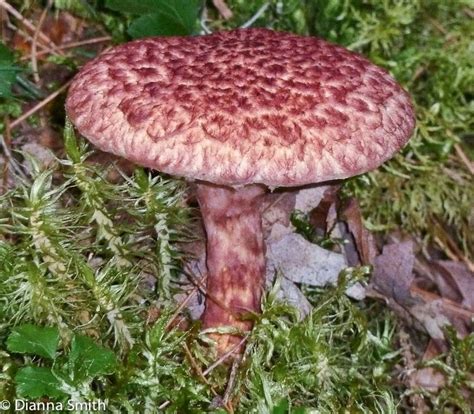 Suillus Spraguei Alchetron The Free Social Encyclopedia