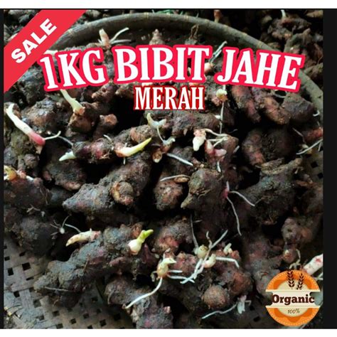 Jual 1 Kg Bibit Jahe Merah Benih Jahe Merah Bibit Jahe Jawa Jahe Merah