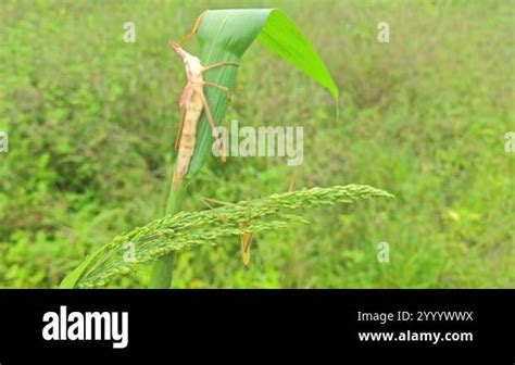 Dead Slant Faced Grasshopper Hanging On The Cogon Grass Stock Video