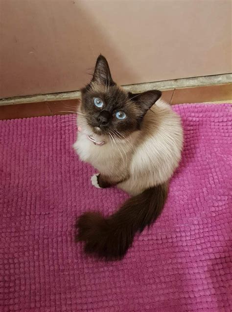 Épinglé par Mazef Anita sur chats de Facebook Chat