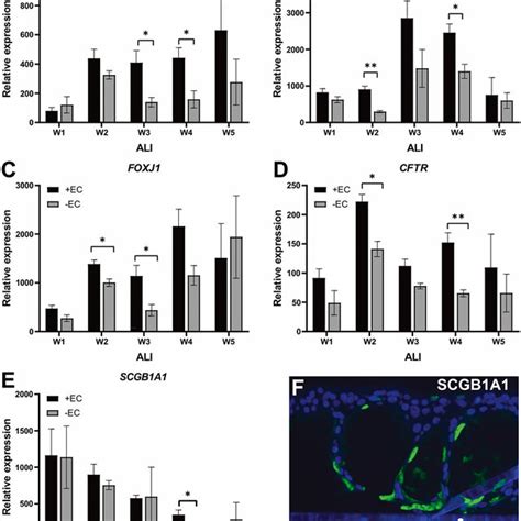 Marker Gene Expression In Lung Epithelial Cells In Air Liquid Interface