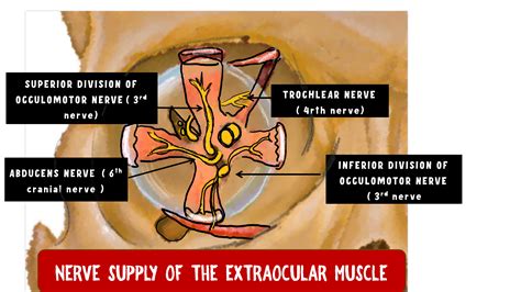 Anatomy Of Extraocular Muscles Eom Comprehensive Guide Insight