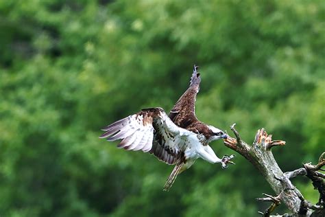 Snipe Blog