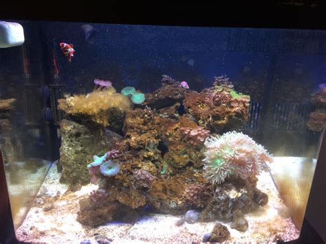Dinoflagellates Rev Tank