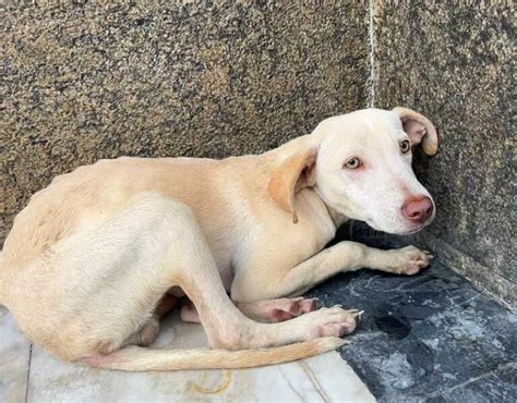 Cachorro sinais de desnutrição e maus tratos é abandonado em passeio de órgão público na BA