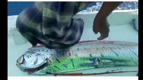 Viral Ikan Oarfish Di Selayar Tanda Gempa Hebat Terlihat Sebelum