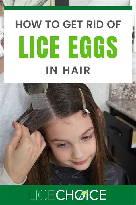 Lice Eggs Nits A Complete Guide With Answers To All Your Questions Egg For Hair Lice Eggs