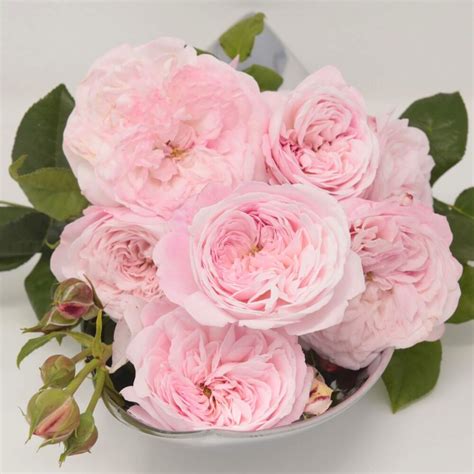Sweet Princess Rosen Tantau