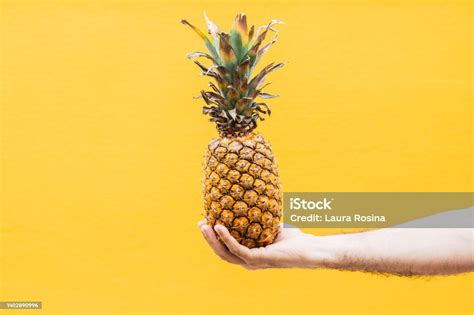 노란 벽 앞에서 파인애플을 들고 있는 알아볼 수 없는 사람 파인애플에 대한 스톡 사진 및 기타 이미지 파인애플 먹기 과일