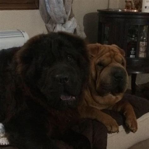 Ginger The Shar Pei And Her Oddball Brother Napoléon