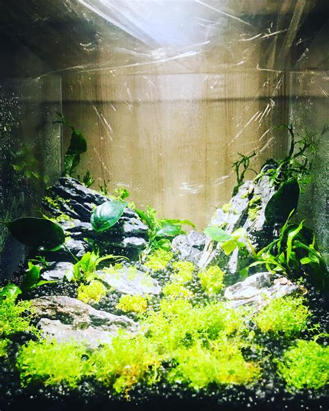 Re 問題 新手想嘗試無過濾無CO2生態缸 PTT評價