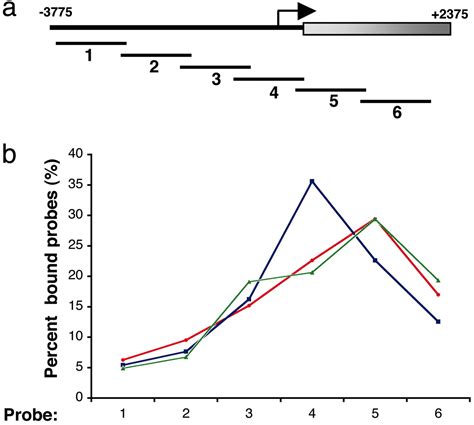Global And Hox Specific Roles For The MLL1 Methyltransferase PNAS