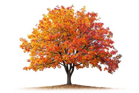 Maple Tree On White Background Premium Ai Generated Image